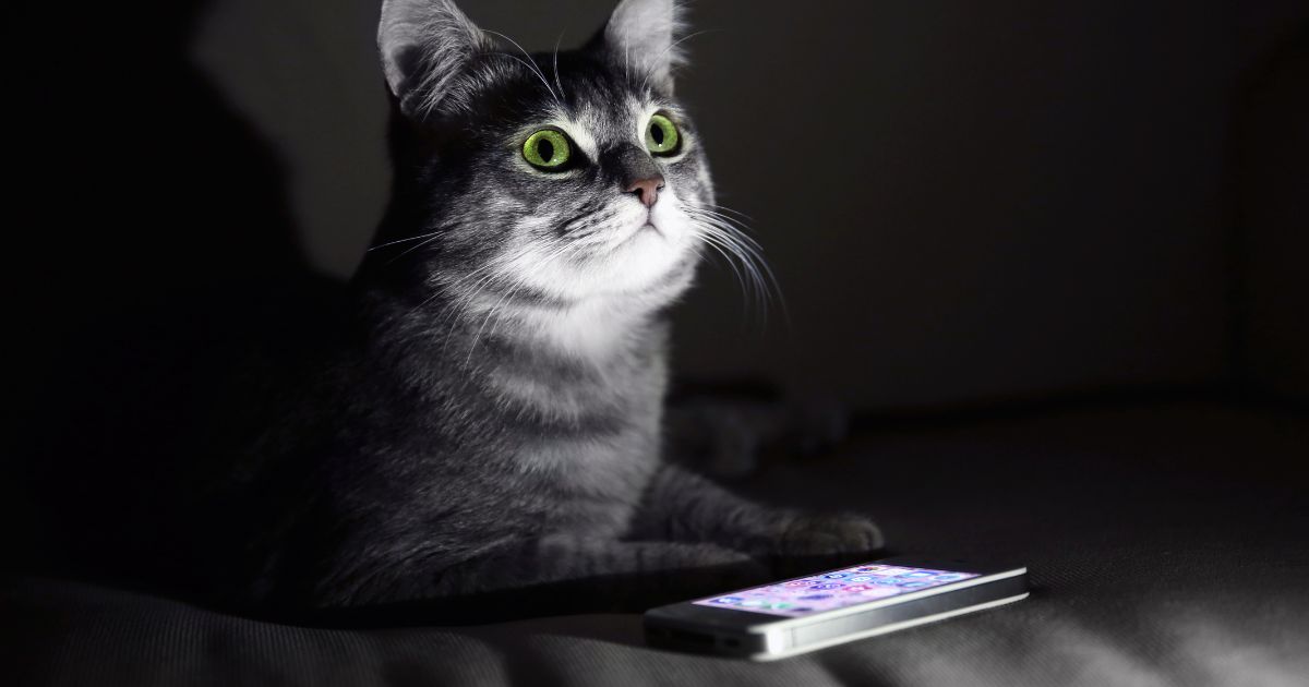 8 mejores aplicaciones/juegos para entretener a su gato - Geekflare Spain