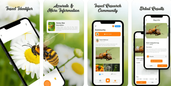 13 applications d'identification d'insectes pour explorer le monde des ...