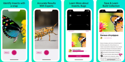 13 Top Bug Identifier Apps to Explore the World of Insects
